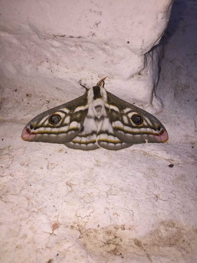Southern Marbled Emperor from DR02619, EC, ZA on February 03, 2020 at ...