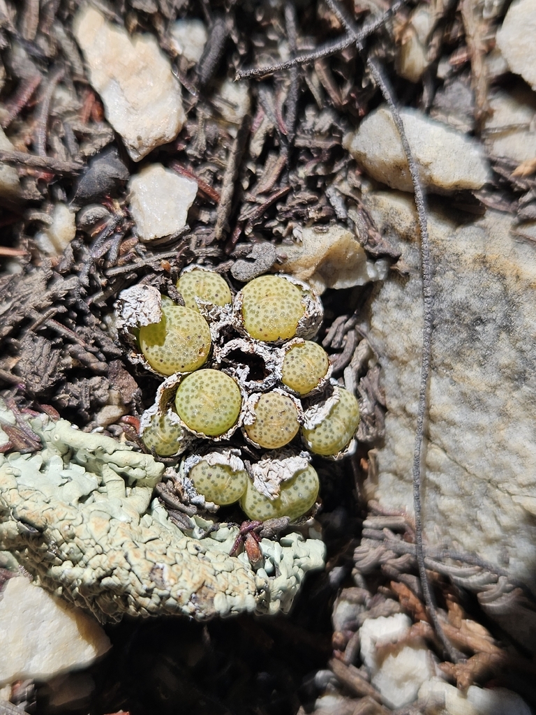 Eastern Buttons in February 2026 by Wallace Honiball · iNaturalist