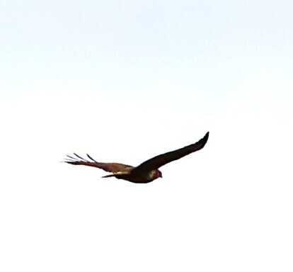 Common Buzzard from Tingley, UK on March 1, 2026 at 01:39 PM by Sally ...