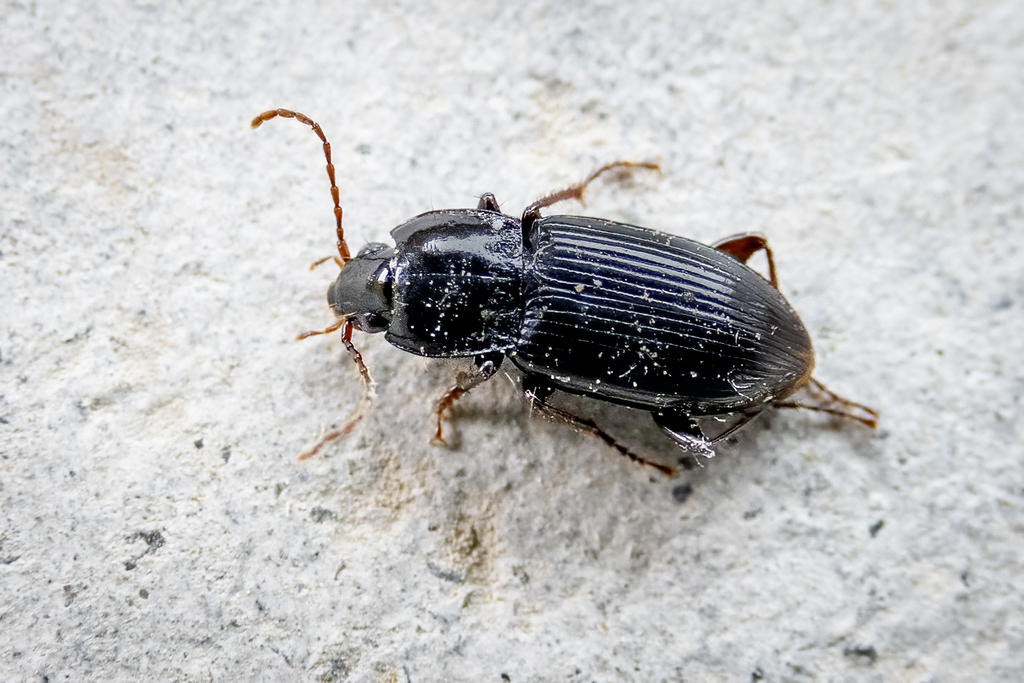 Pterostichus microcephalus from 兰州大学榆中校区, 兰州市, 甘肃省, CN on June 19, 2024 ...