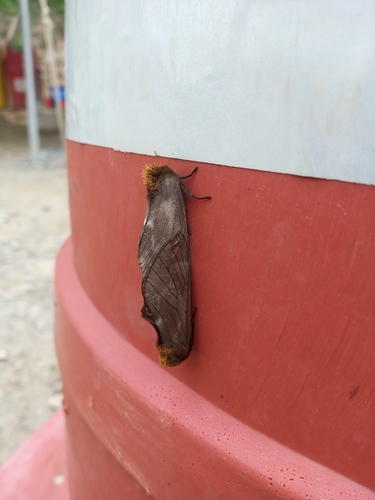 Genus Eustema · iNaturalist