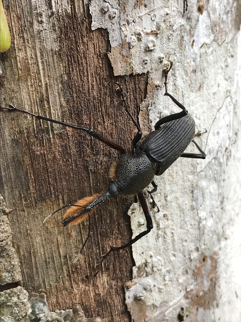 Bearded Weevil from Amazonas, , Amazonas, CO on February 22, 2020 at 12 ...