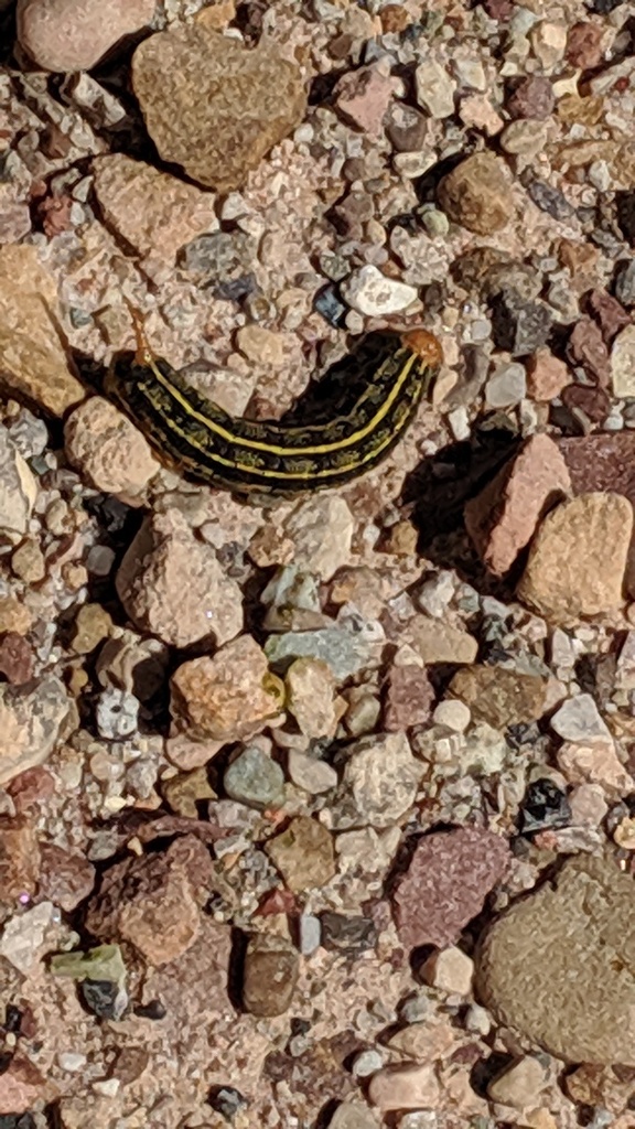 White-lined Sphinx from Dinosaur National Monument, Uintah County, US ...