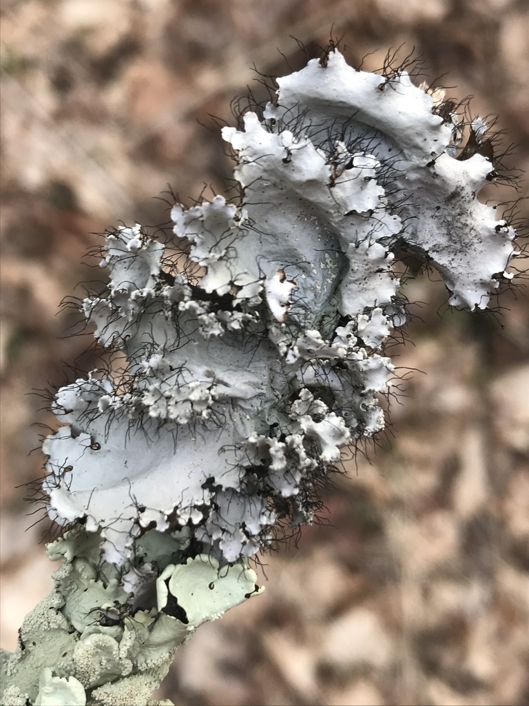 powdered ruffle lichen from Braddocks Trail Park, Irwin, PA, US on ...