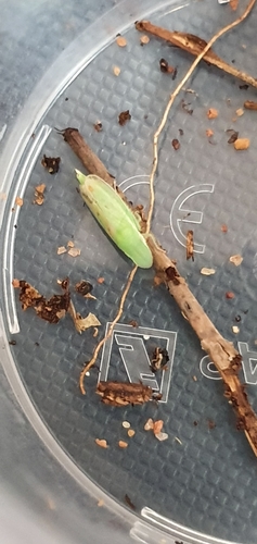 Hecalus pallescens · iNaturalist