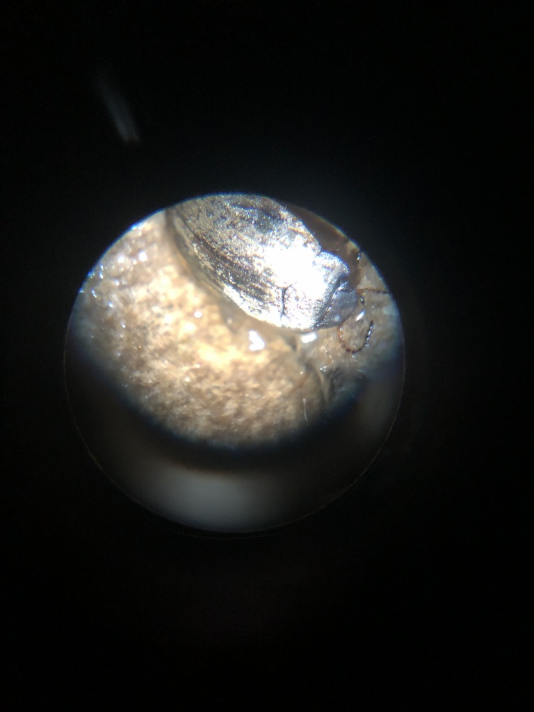 Leconectes striatellus from The University of British Columbia, Greater ...