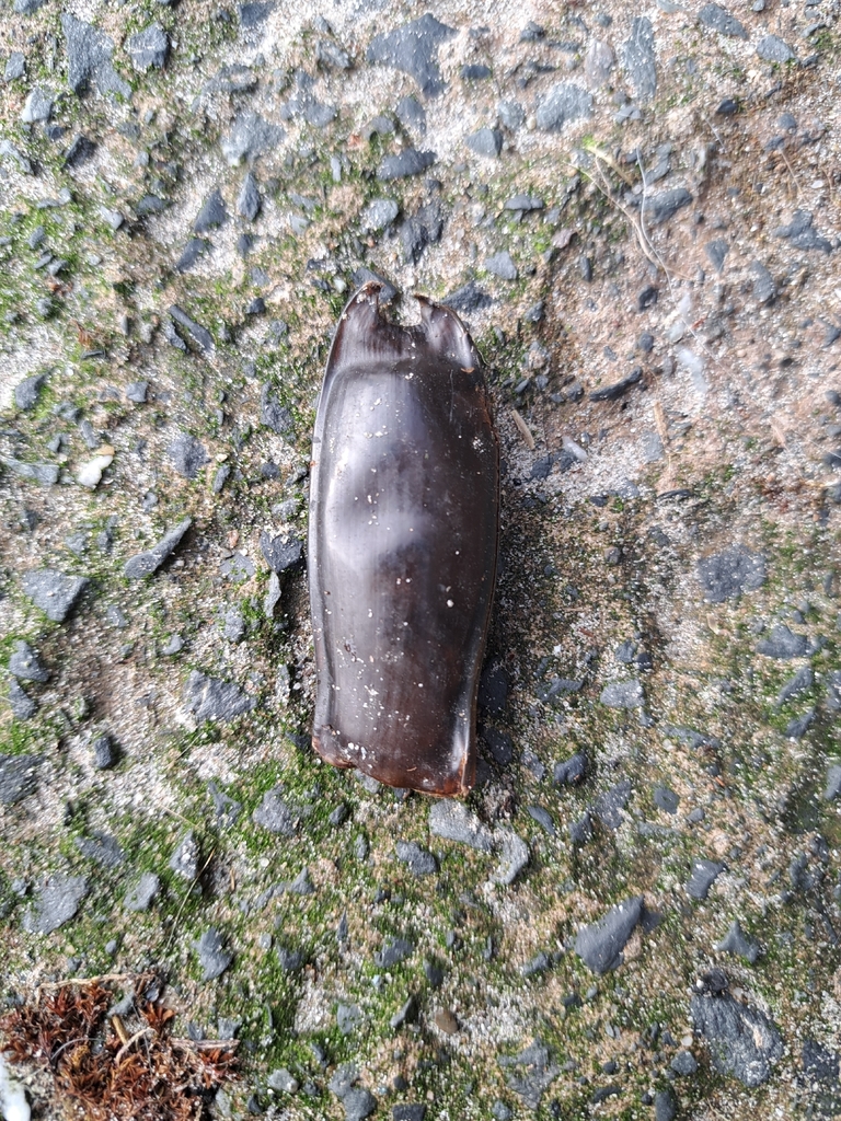 Small-spotted Catshark from War Memorial, Ballywalter, Newtownards BT22 ...