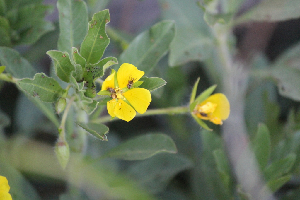 floating primrose-willow from Cadell SA 5321, Australia on February 23 ...