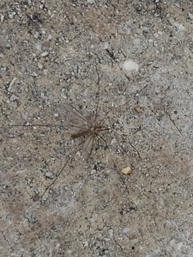 Tipulinae from San Antonio, TX 78249, USA on February 24, 2020 at 08:36 ...