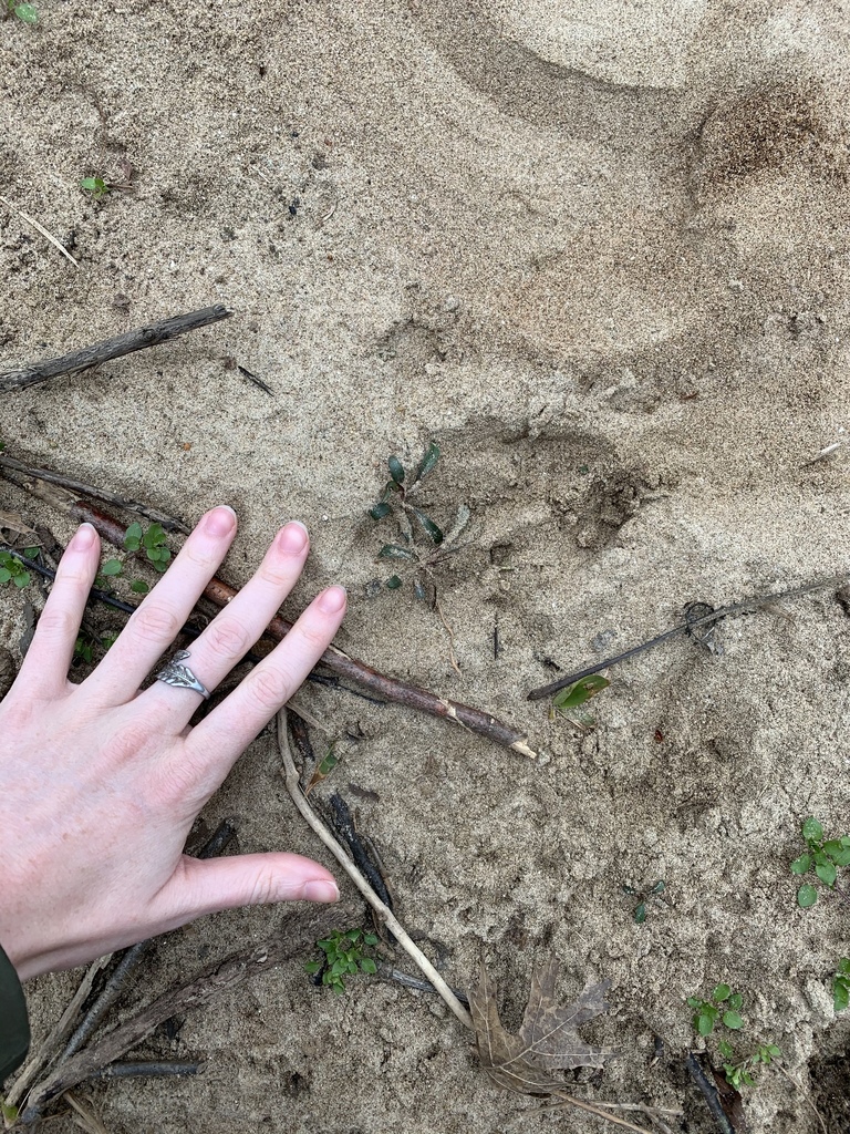 Virginia White-tailed Deer from 23901, Farmville, VA, US on February 24 ...