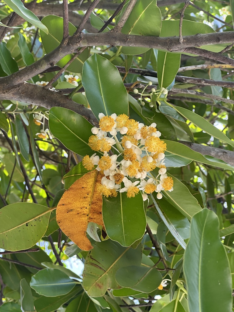 Alexandrian Laurel from Arenibek, Nauru on February 19, 2026 at 11:45 ...