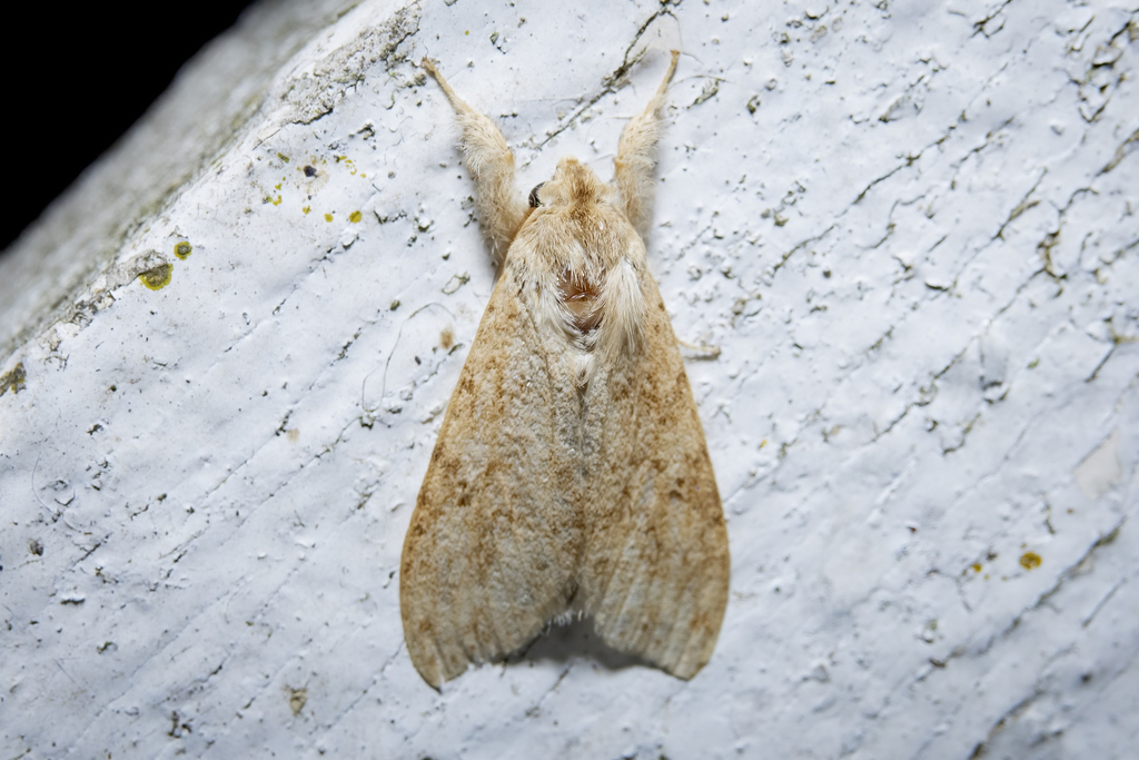 Calliteara angulata from 马来西亚沙巴昆達山 on August 15, 2024 at 09:02 PM by ...