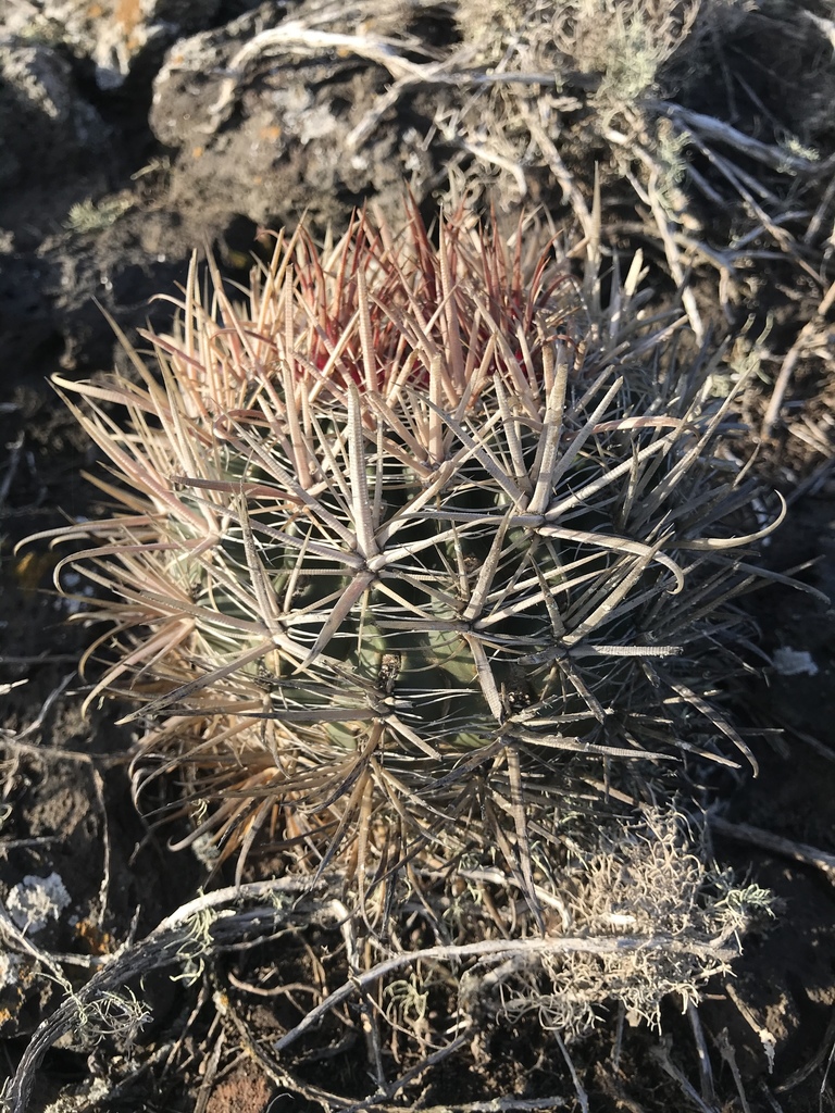 Ferocactus fordii borealis in February 2020 by Rafael Paredes ...