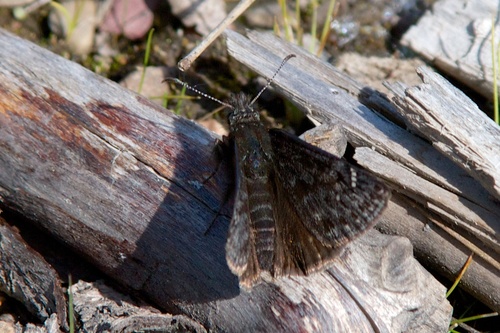 Persius Duskywing (Glacier National Park Butterflies and Moths ...