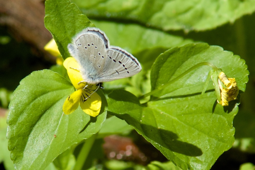 Silvery Blue (Glacier National Park Butterflies and Moths) · iNaturalist