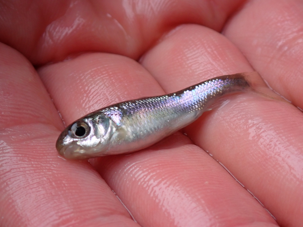 Taiwan Shoveljaw Carp in March 2026 by popo0724 · iNaturalist