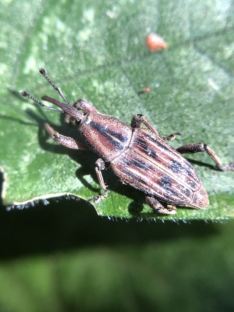 Rhabdoscelus similis from 礁溪鄉, TW on February 25, 2020 at 11:58 AM by ...