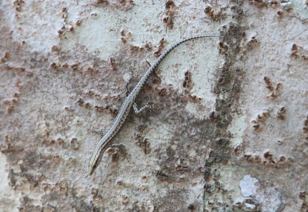 New Guinea Snake-eyed Skink from Biak Numfor Regency, Papua, Indonesia ...