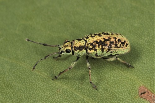 Myllocerus speciosus · iNaturalist