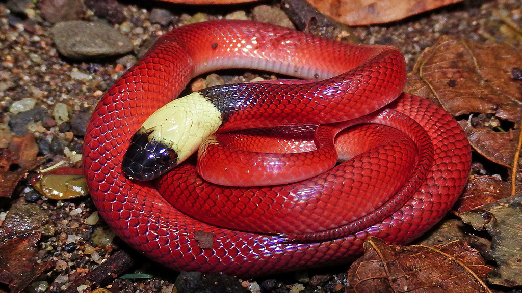 Black-collared Snake from Sumaco, Ecuador on February 04, 2019 at 02:25 ...