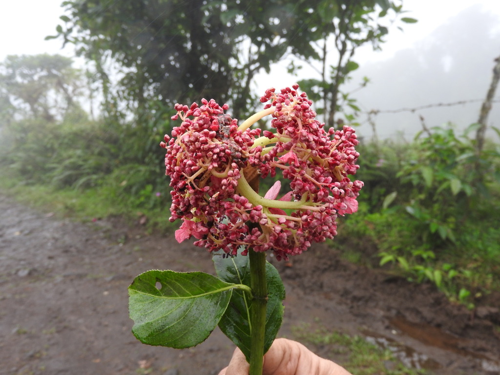 Hydrangea peruviana oerstedii from San José Province, Costa Rica on ...