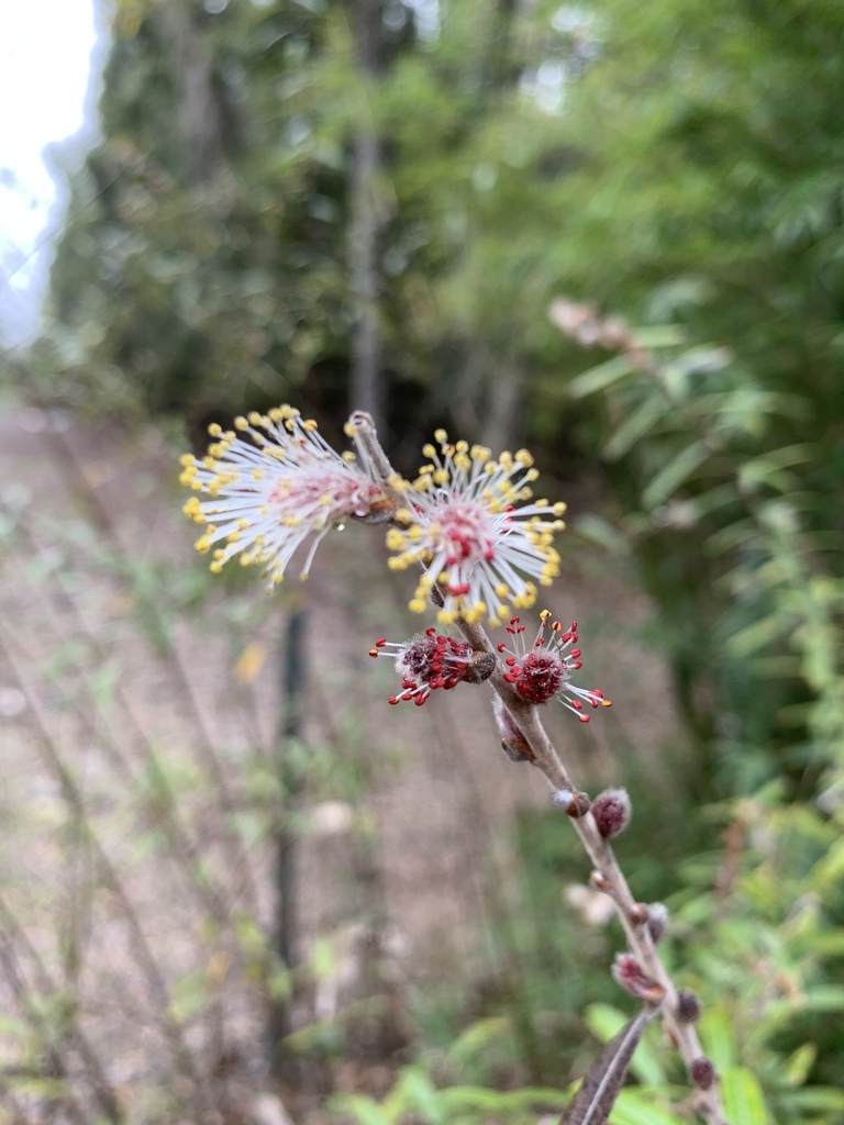 Prairie Willow from SW 55th St, Micanopy, FL, US on January 24, 2020 at ...
