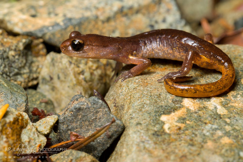 Painted Ensatina in October 2015 by J.P. Lawrence. Painted Ensatina ...