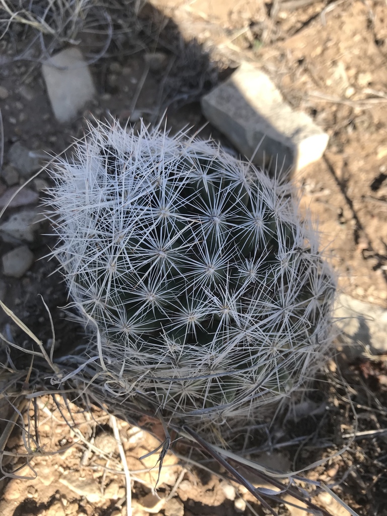Carpet Foxtail Cactus from Carlsbad, NM, US on February 25, 2020 at 09: ...