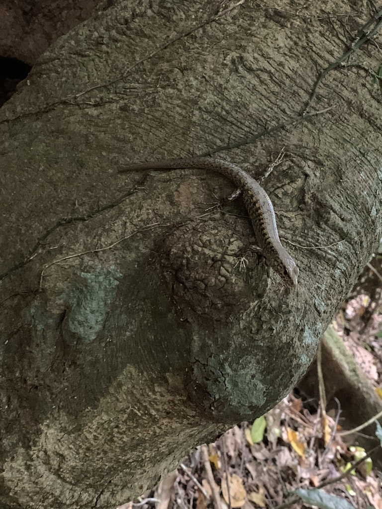 Yellow-blotched Forest Skink from Wooroonooran National Park ...