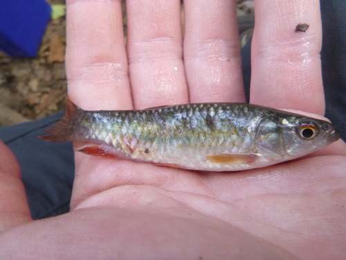 Piabucina festae · iNaturalist