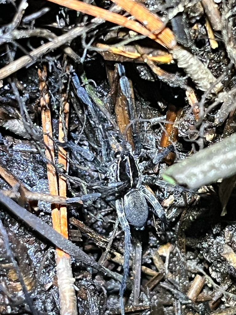 Sosippus floridanus from Okeechobee, FL, US on March 6, 2026 at 01:01 ...