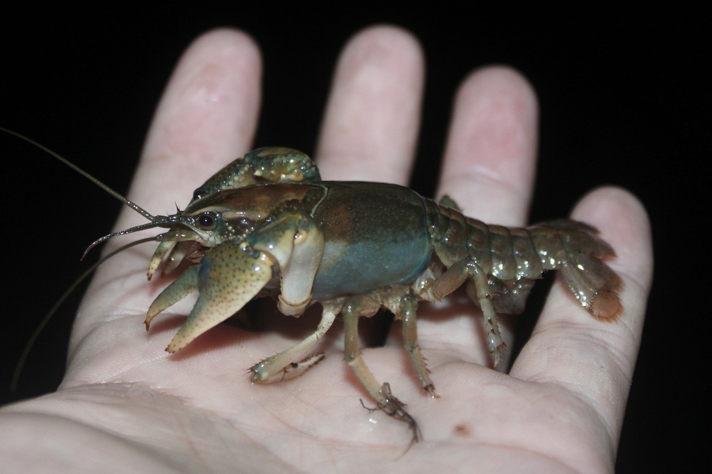 Parkhill Prairie Crayfish from N State Highway 360, Mansfield, TX, US ...