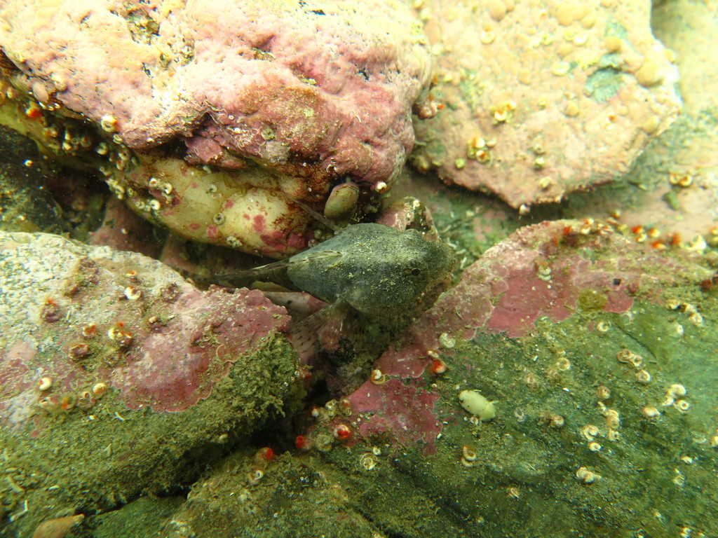 Spiny Plunderfishes (Harpagiferidae) - Marine Life Identification