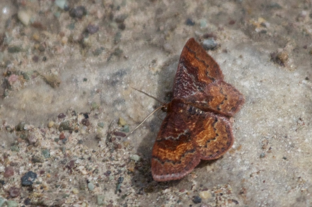 Dark-ribboned Wave Moth (Glacier National Park Butterflies and Moths ...