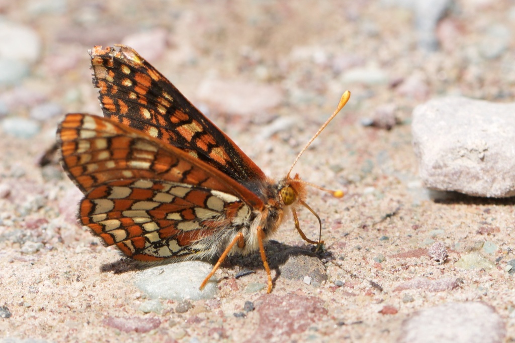 Northern Checkerspot (Glacier National Park Butterflies and Moths ...