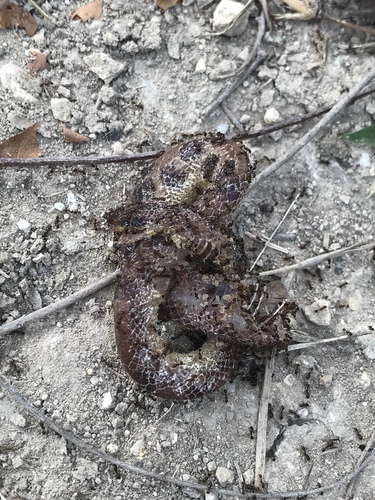 Santa Cruz del Norte Check List · iNaturalist NZ