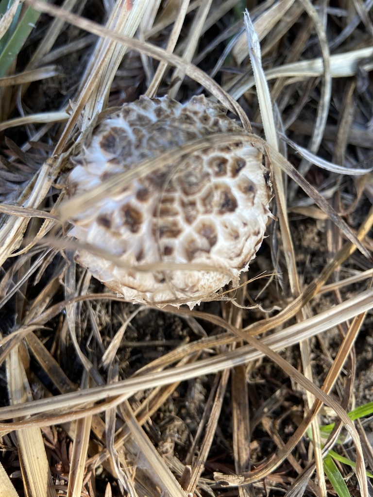 Shaggy Mane from California State University - Stanislaus, Turlock, CA ...