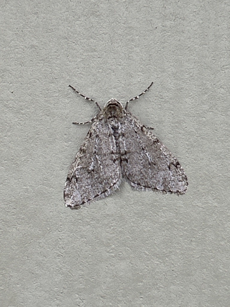 Phigalia from Alpha Ridge Park, Marriottsville, MD, US on March 8, 2026 ...