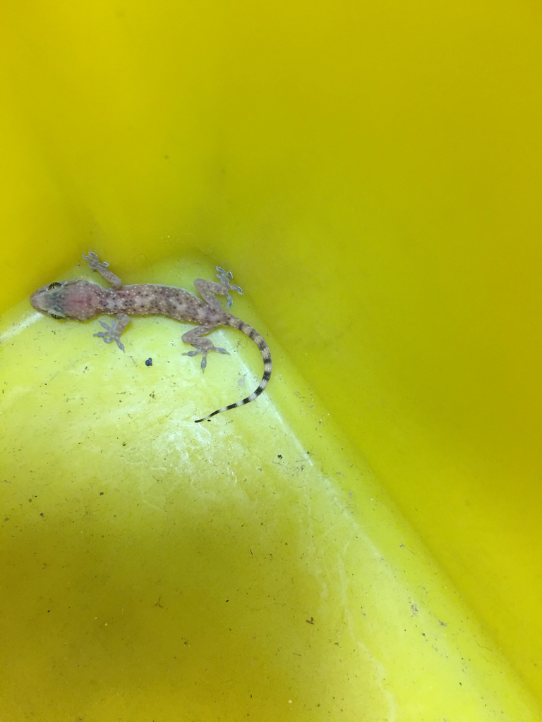 Mediterranean House Gecko from 4100 Kemp Blvd, Wichita Falls, TX, US on ...