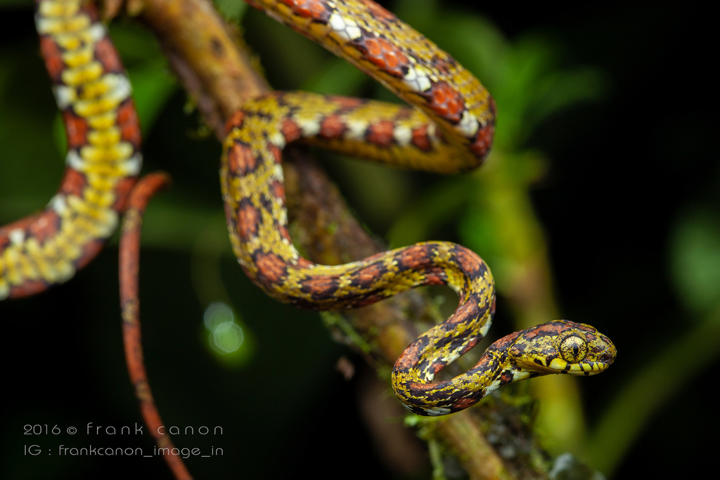 Argus Snail Sucker from El Valle de Antón, Panama on September 14, 2016 ...
