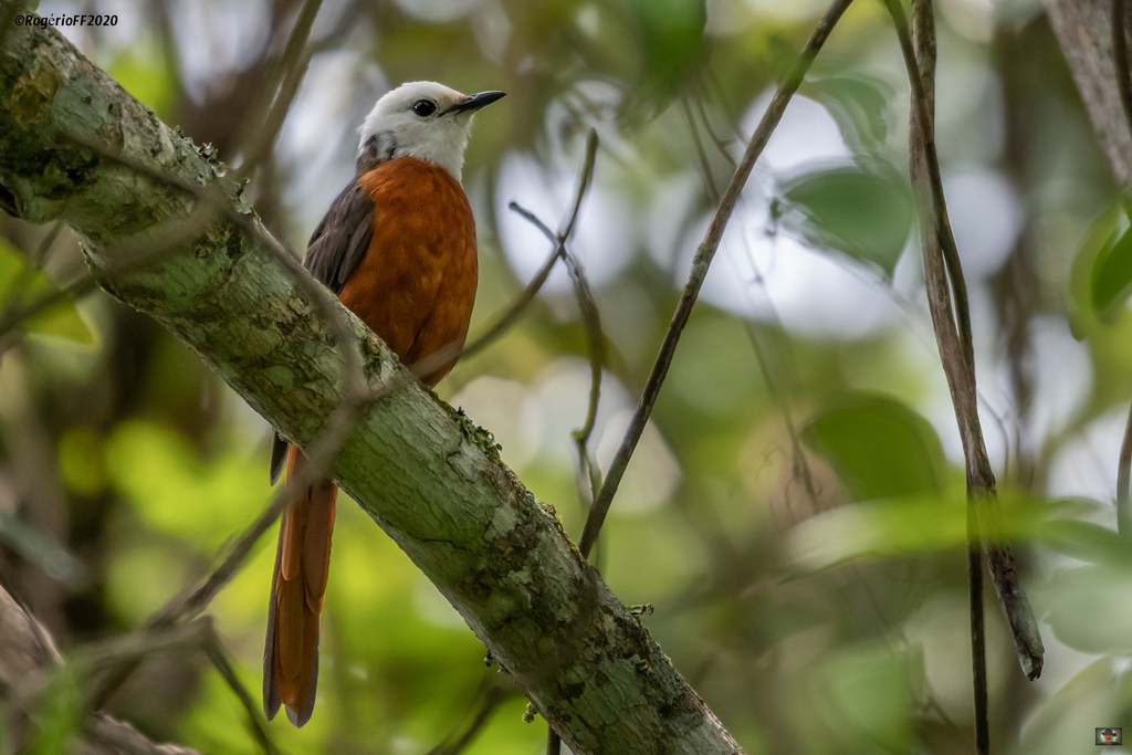 White-headed Robin-Chat (Cossypha heinrichi) - Avian Discovery