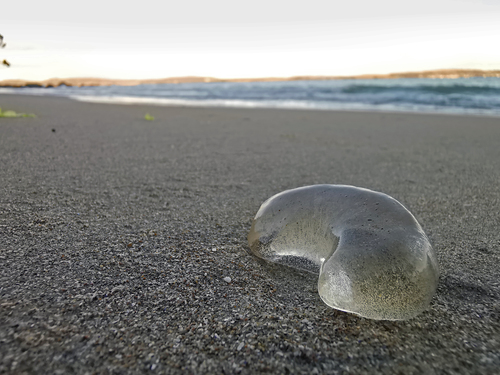 Observations by simongrove · iNaturalist