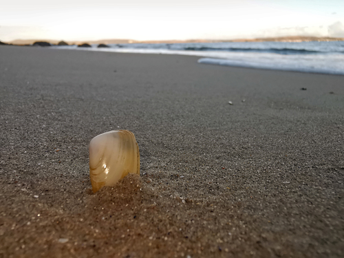 Observations by simongrove · iNaturalist