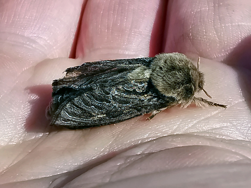 Observations by simongrove · iNaturalist