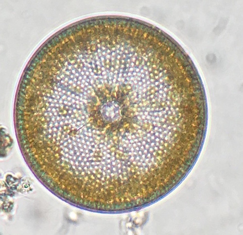 Coscinodiscus (Marine Phytoplankton of the Grand Strand Region of SC ...