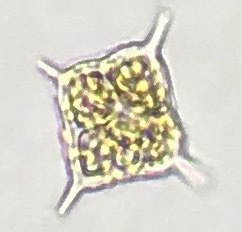 Dictyocha (Marine Phytoplankton of the Grand Strand Region of SC ...