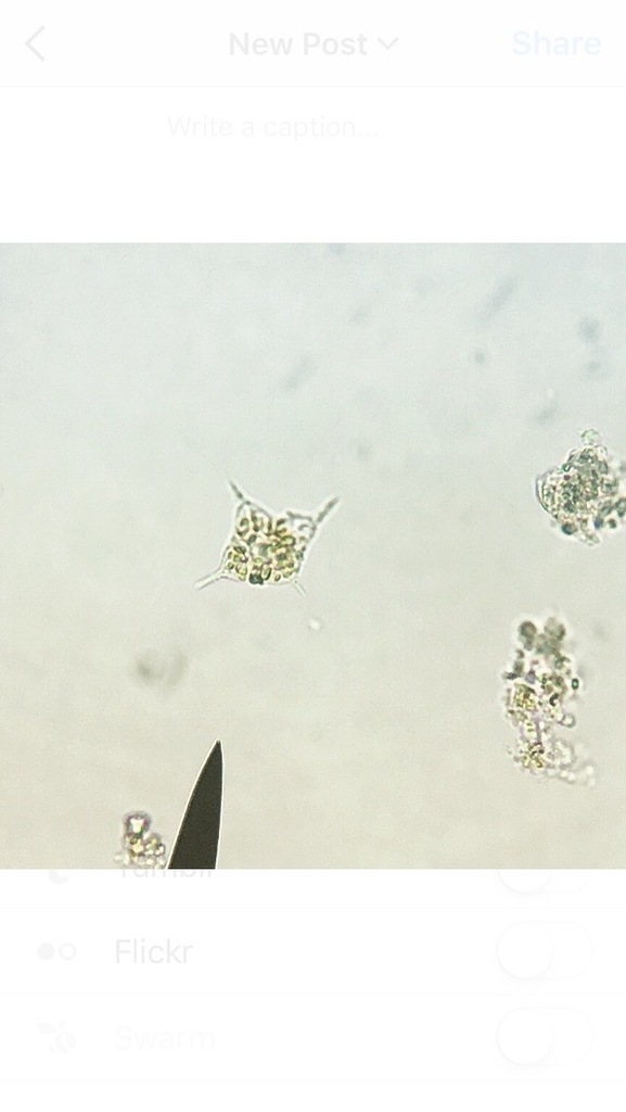 Dictyocha (Marine Phytoplankton of the Grand Strand Region of SC ...