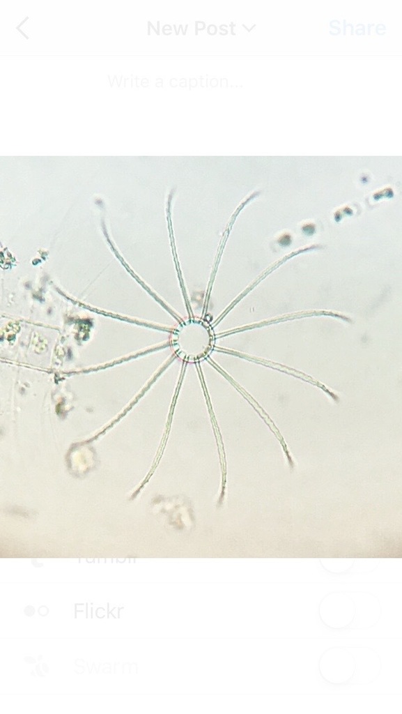 Bacteriastrum (Marine Phytoplankton of the Grand Strand Region of SC ...