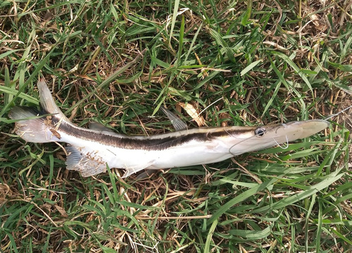 Duckbill Catfish (Sorubim lima) · iNaturalist