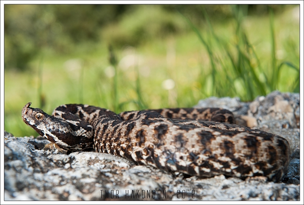 eastern long-nosed viper from De joniske øyer, Hellas on April 21, 2012 ...